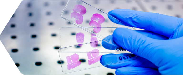 Histology Solutions - HistoSpring Routine Histology, Histology Services ...