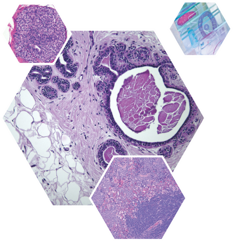 Histospring Bogo Flyer - HistoSpring